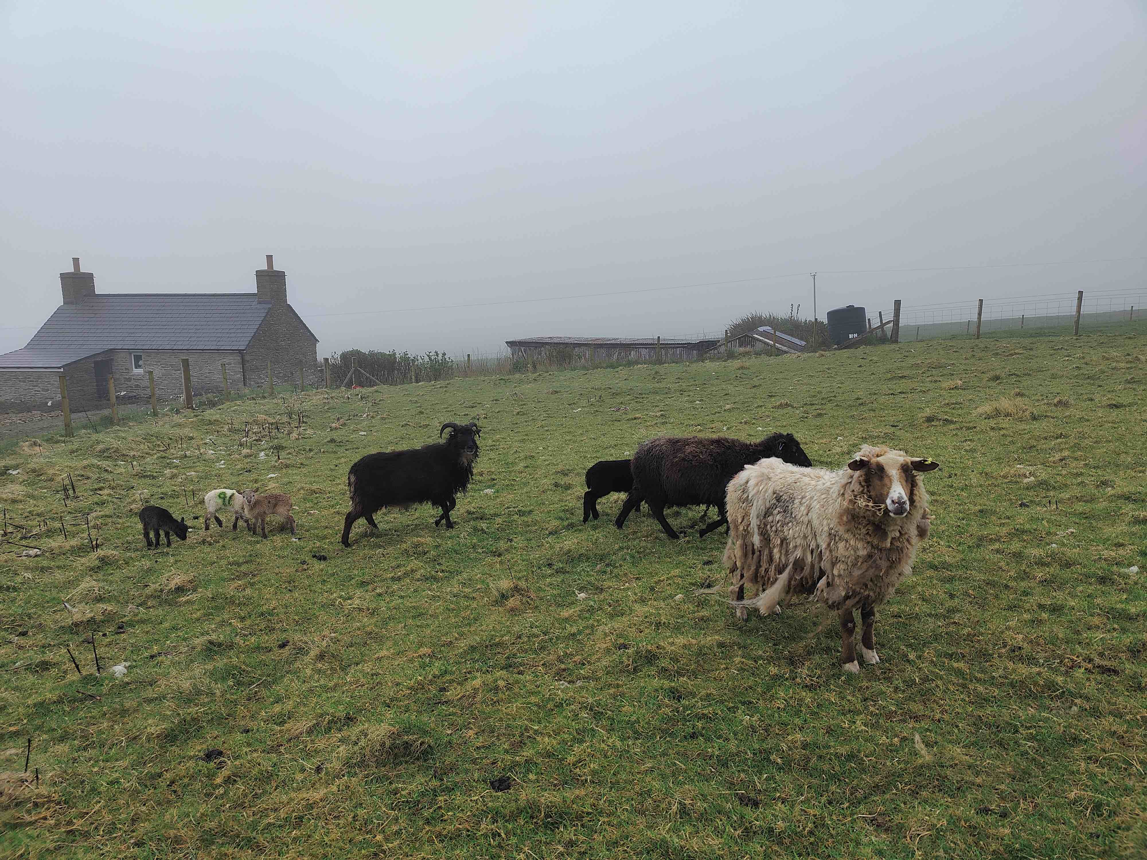 Information about sheep fleece – Island Farm Shop