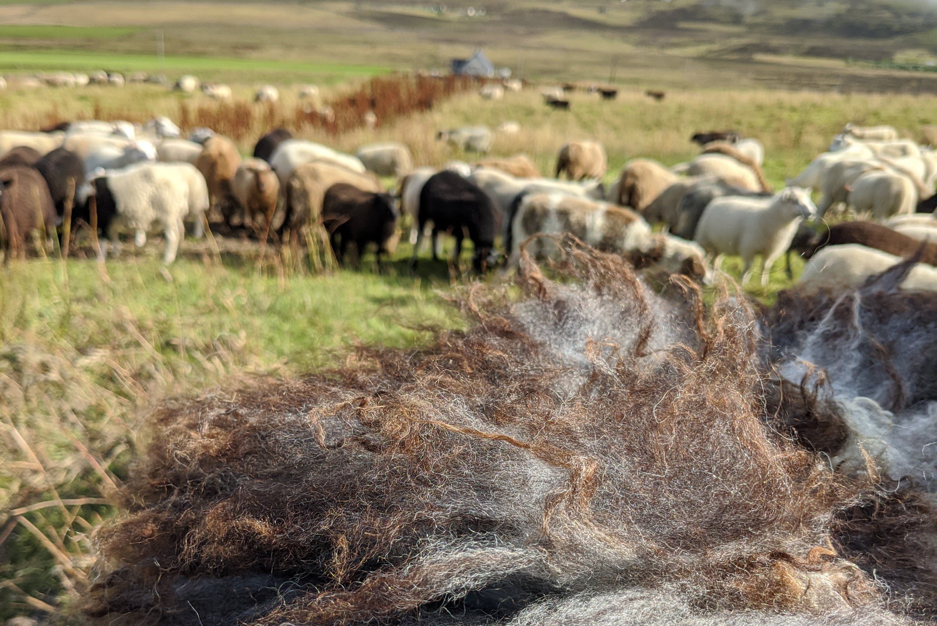 Information about sheep fleece – Island Farm Shop