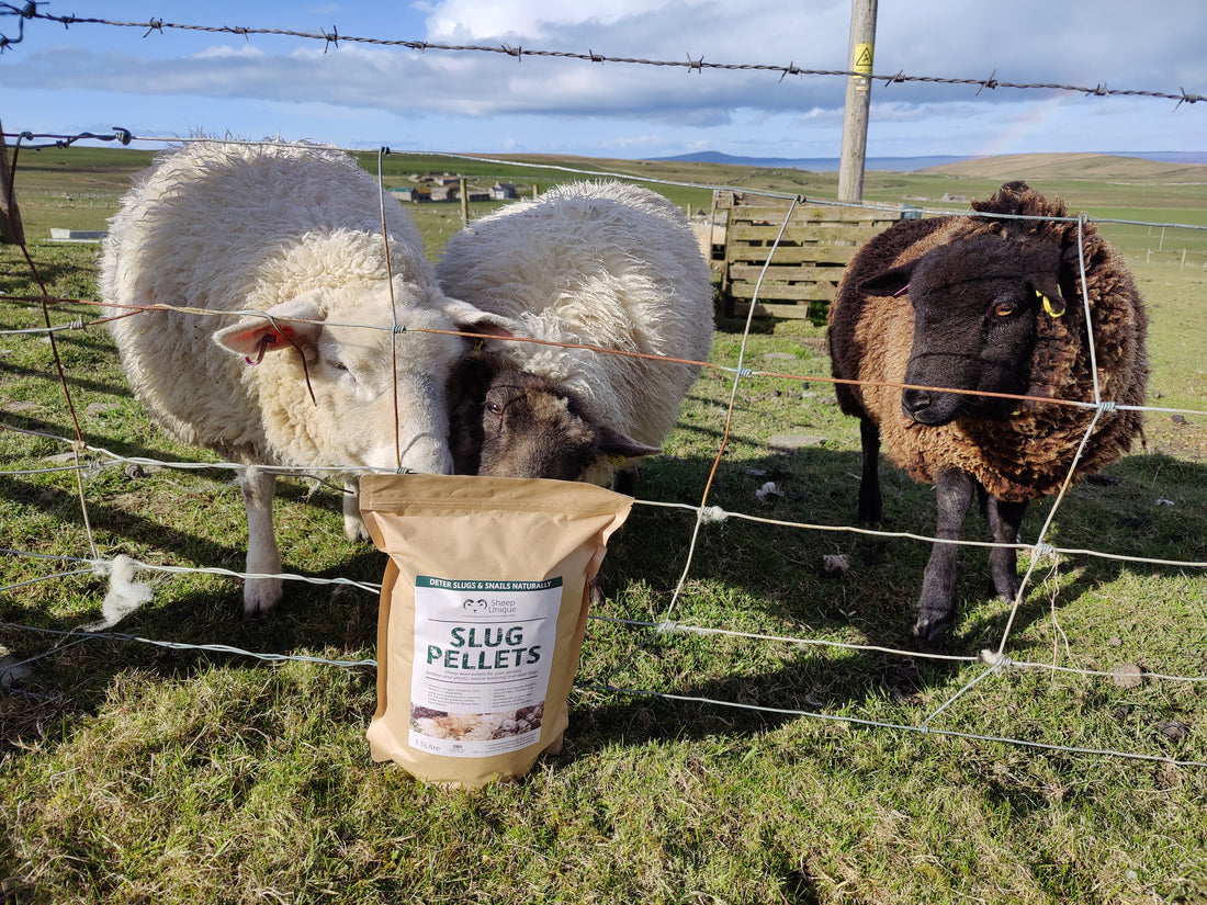 Slug Pellets ~ 100% British Sheep Wool – Island Farm Shop