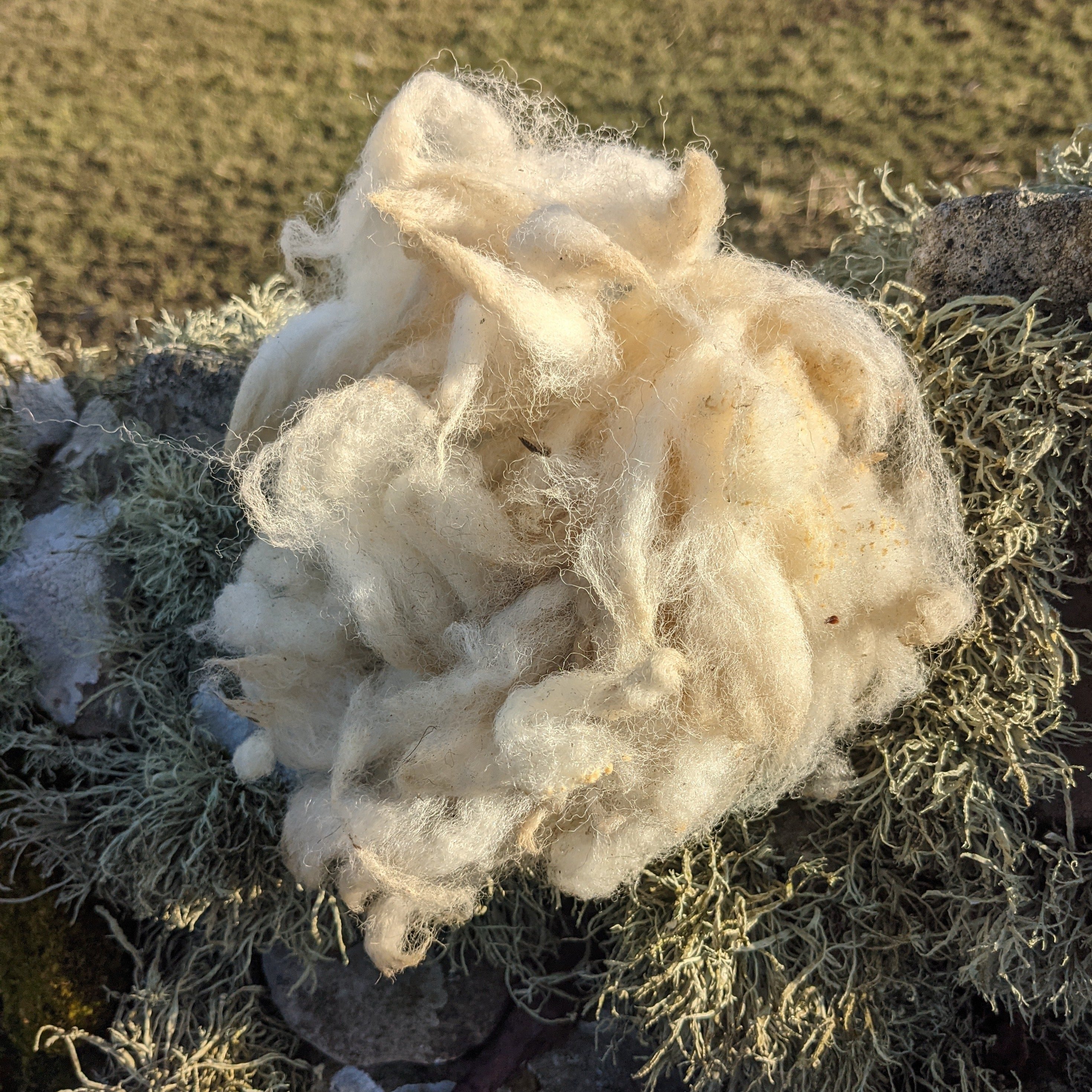 Bird Nesting Material ~ British Rare Breed Sheep Wool – Island Farm Shop
